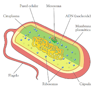 BIOLOGÍA : CÉLULAS EUCARIOTAS Y PROCARIOTAS