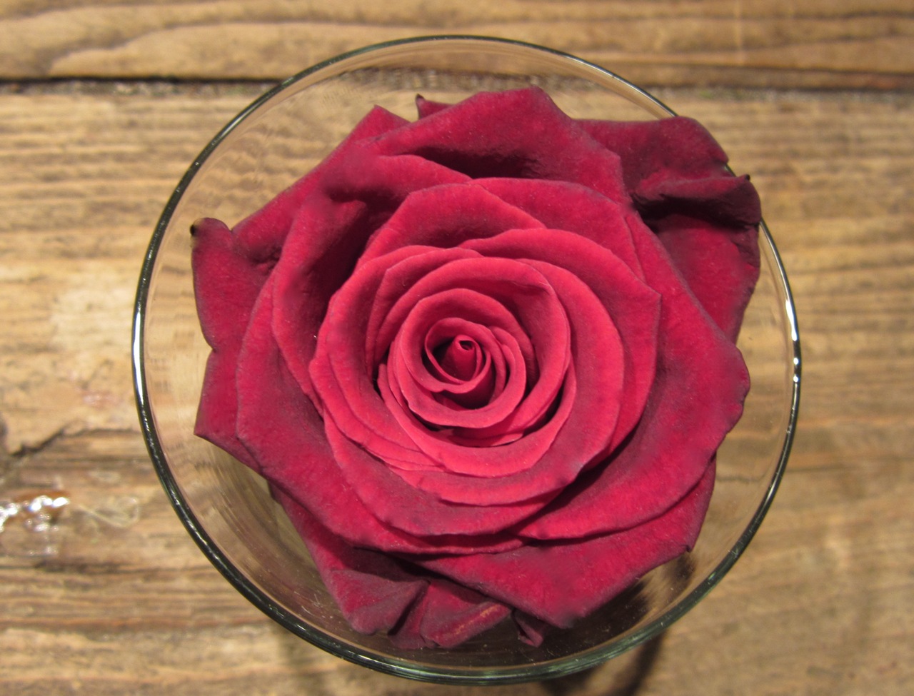 Sammy’s Flowers: A Different Shade of Red (roses)