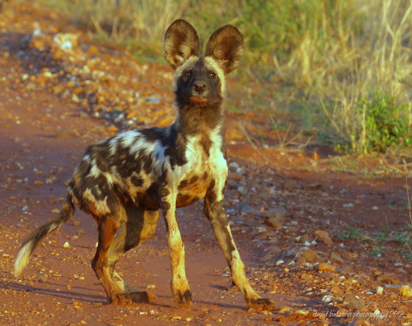 Madikwe Game Reserve - Travel & Things
