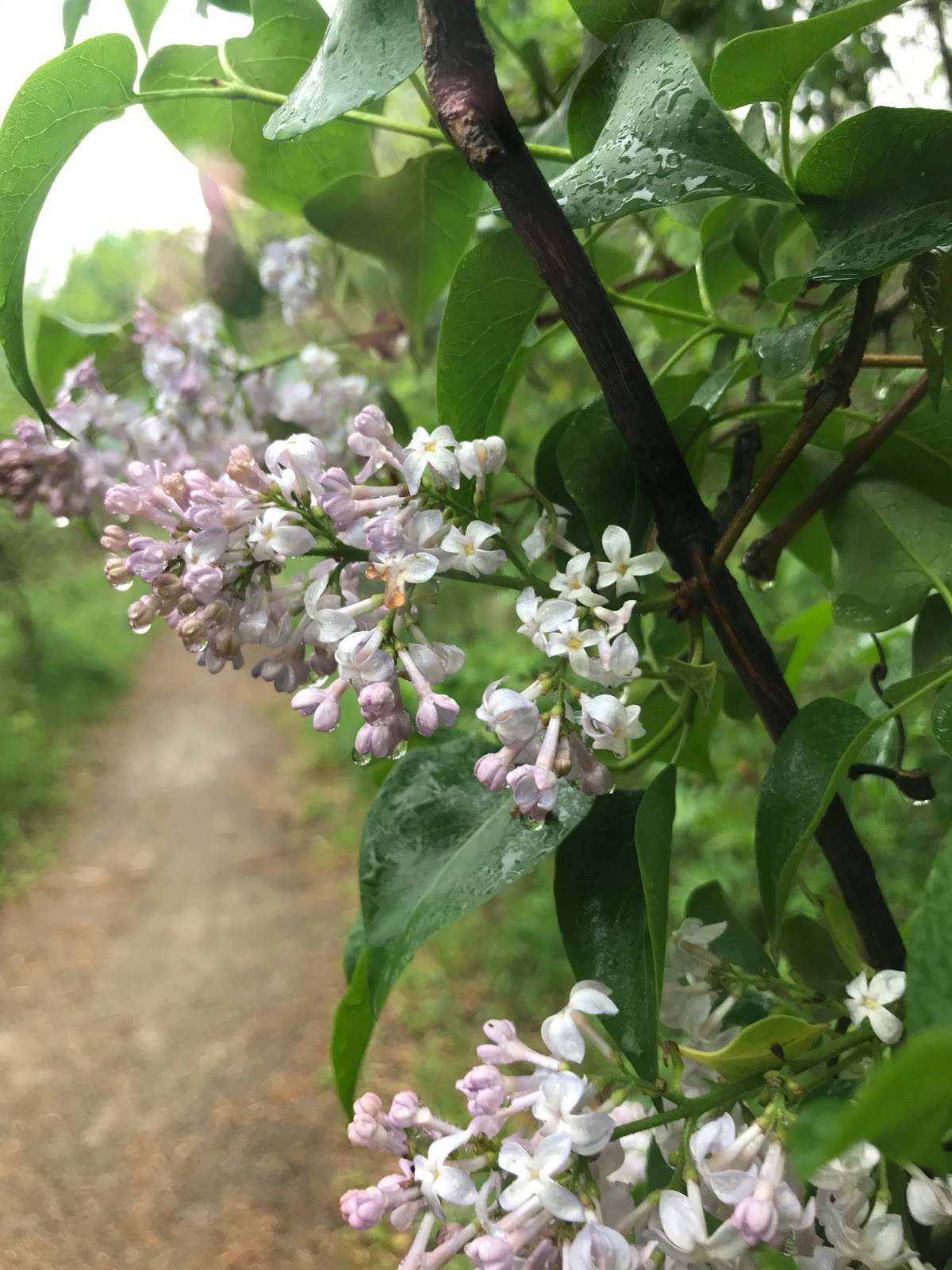 Margaret Guzowski Therapy: Lilacs in the natural surroundings ...