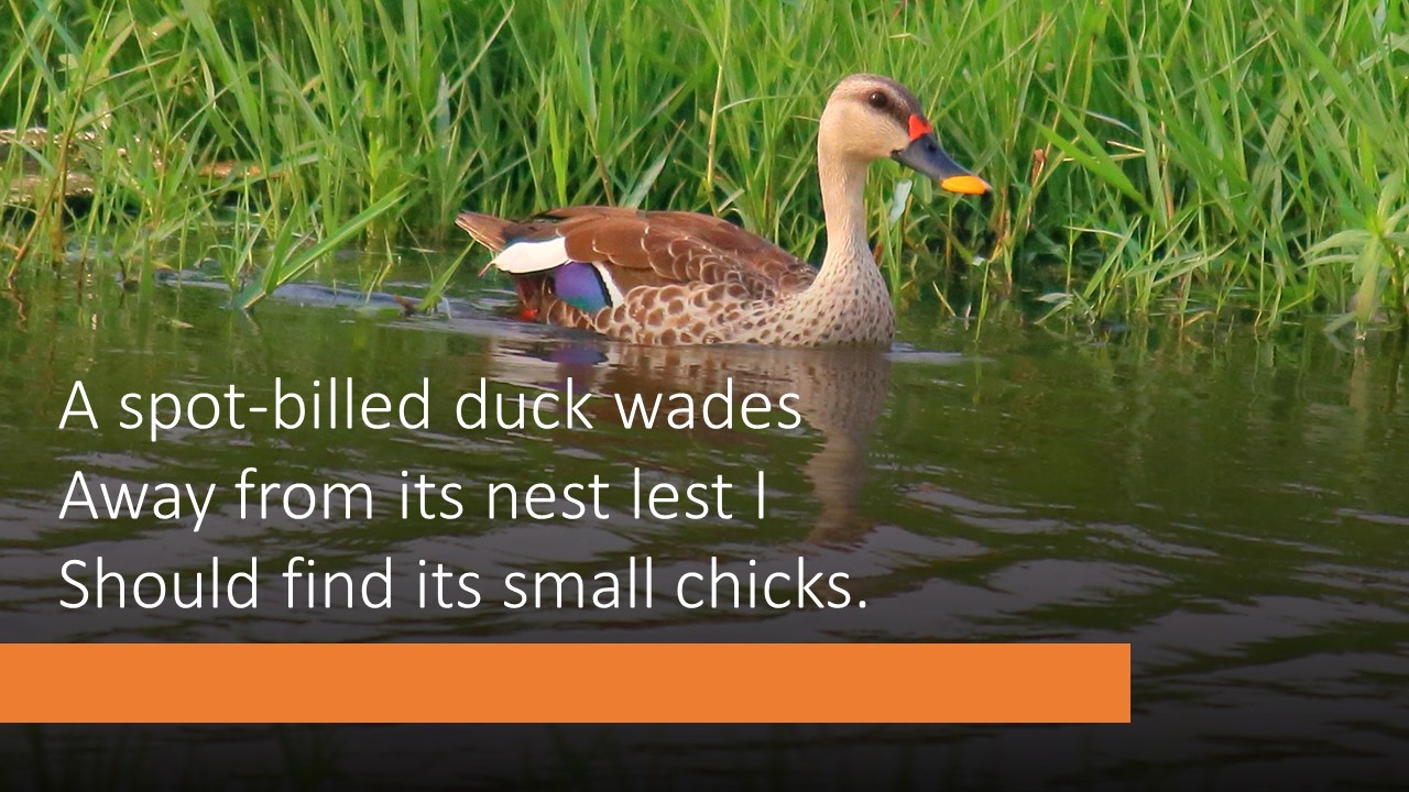 Rodrick Writes: My Haiku Poems On Birds and Insects