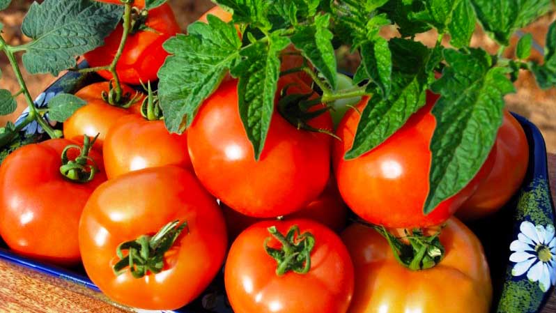 Como germinar semillas de tomate ~ Cultivando Paso a Paso