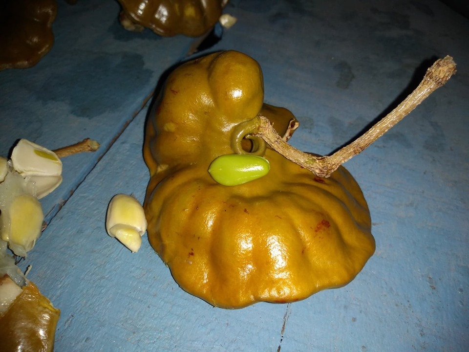 Soy de Tierra Caliente: La Parota árbol nativo de Tierra Caliente y sus ...