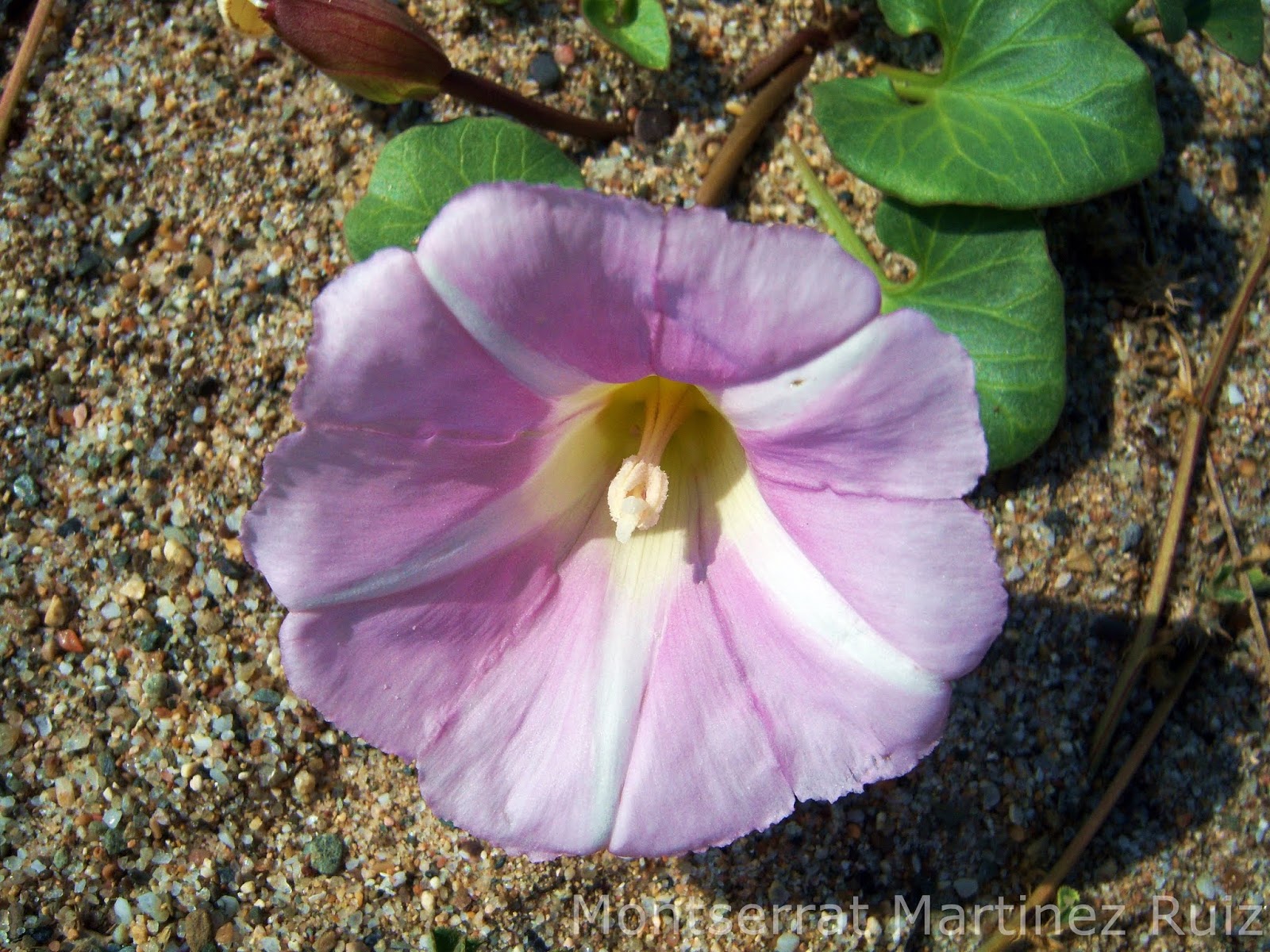Flora de la Costa Mediterránea - BOTÀNIC SERRAT