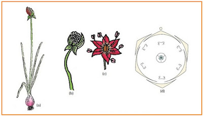BIOLOGI GONZAGA: MORFOLOGI ORGAN TUMBUHAN