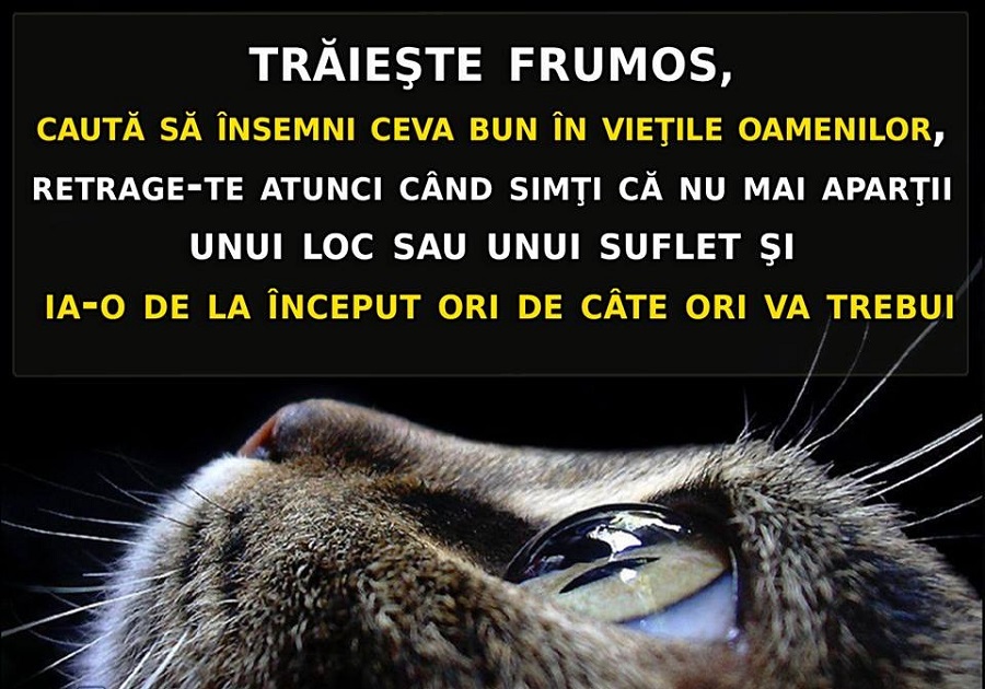 Invata sa traiesti frumos - Status de viata | Statusuri pentru Facebook