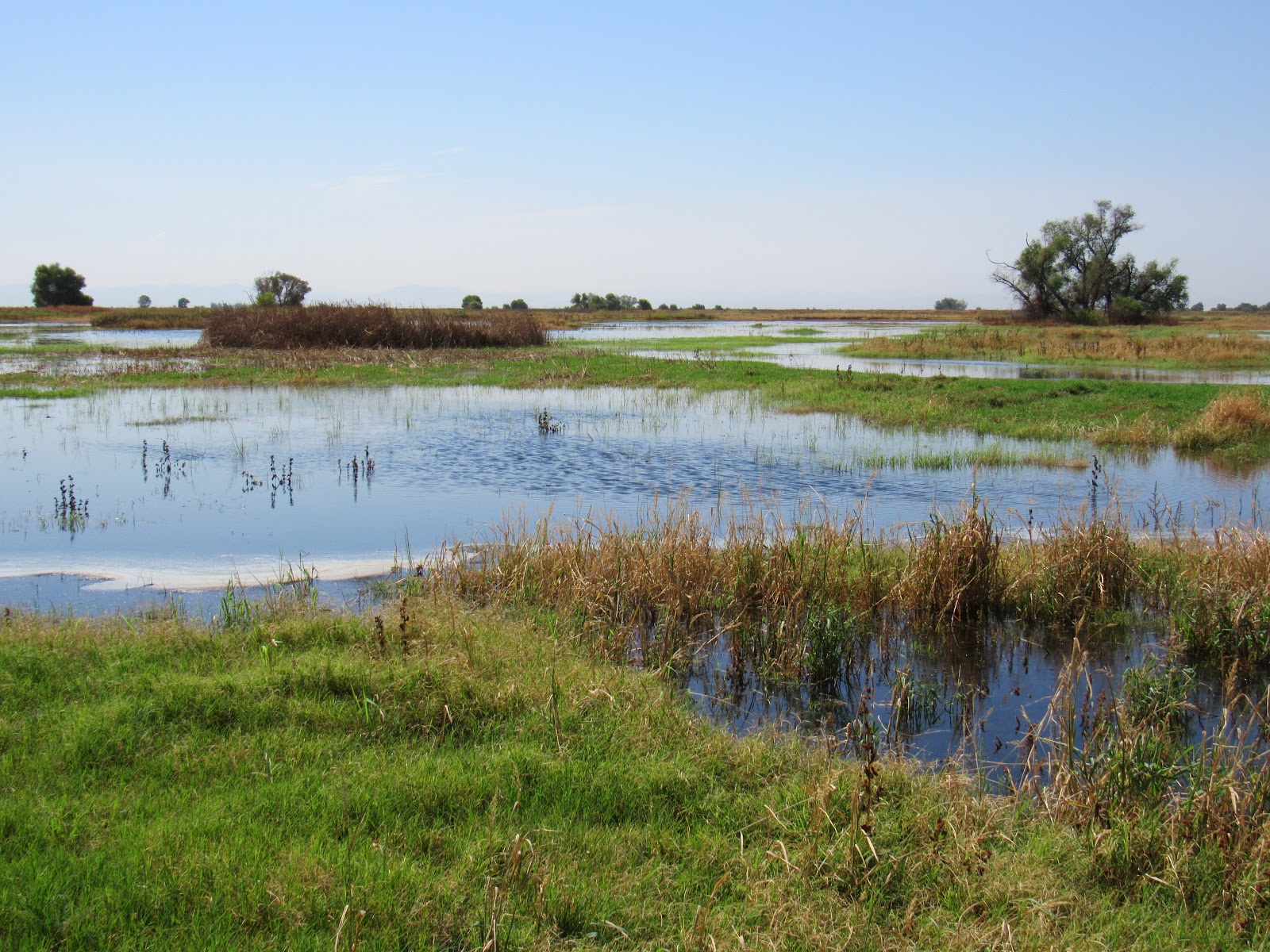 Wetland Report: Merced National Wildlife Refuge