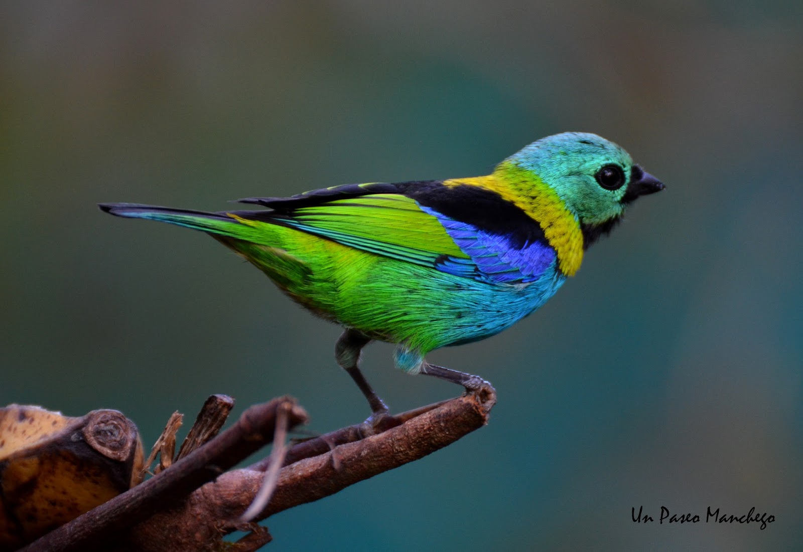 Un Paseo Manchego: Tangará arcoíris; Tangara seledon.