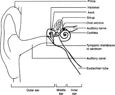 Simple ear diagrams | Ear diagram with labels | Inner ear diagram ...