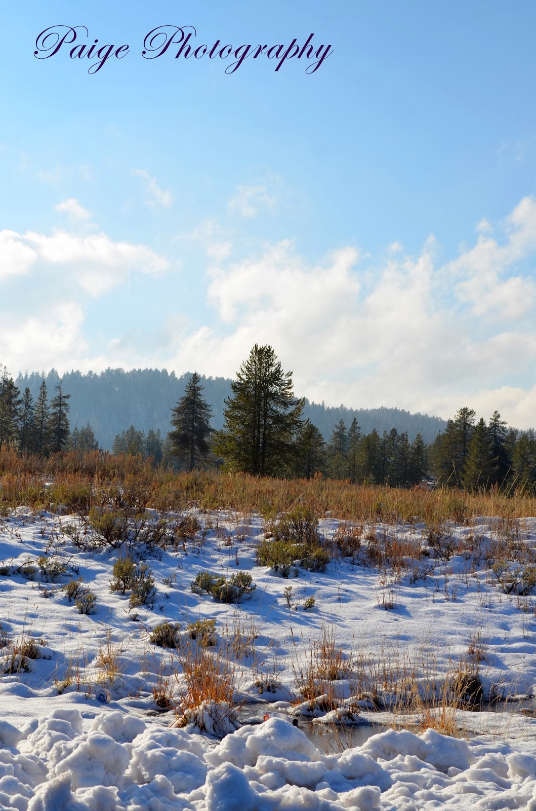 Paige Photography: November and Already Winter?