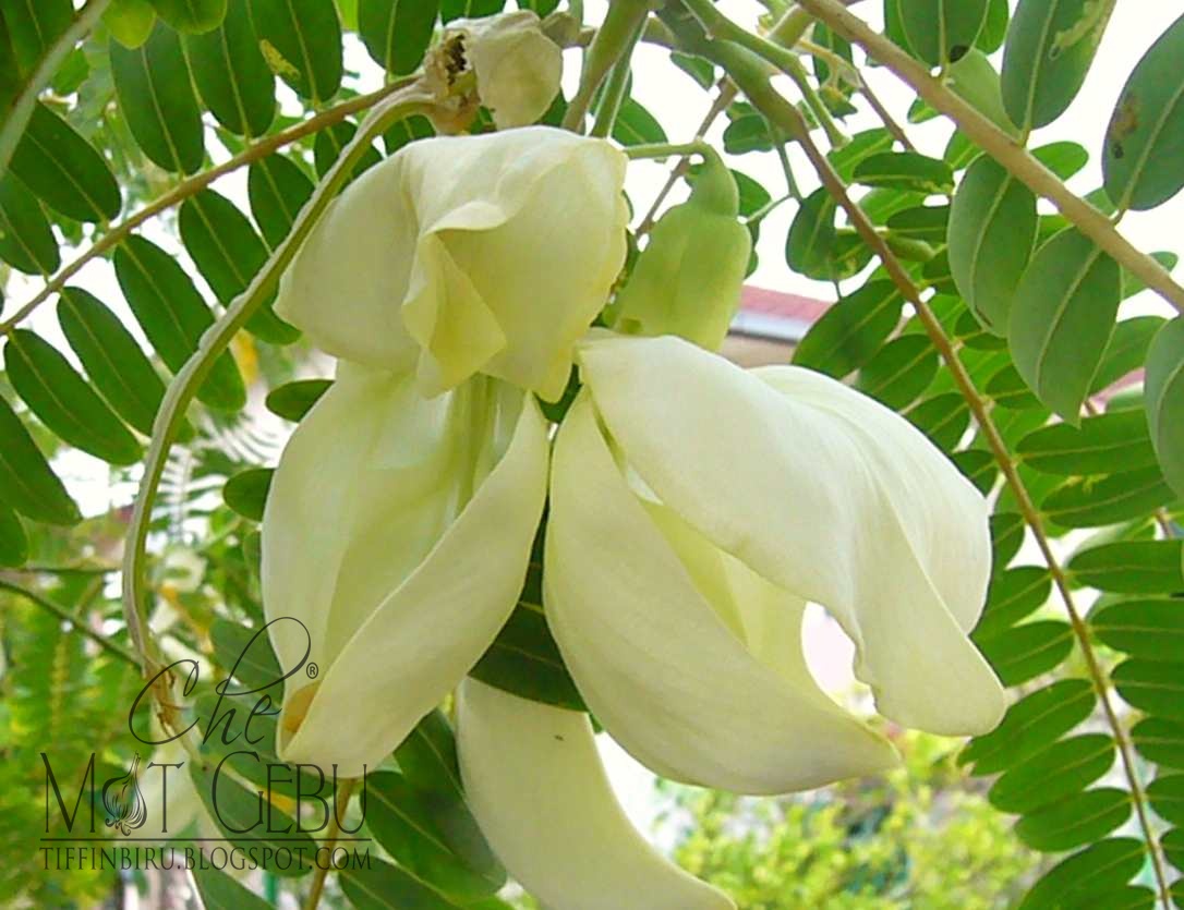 LEMAK LABU MANIS & BUNGA TURI.