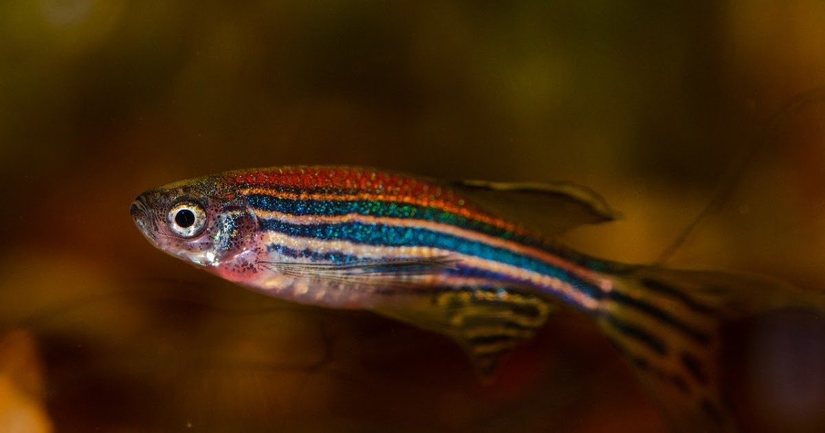 Cara Memelihara Ikan Zebra Danio Agar Sehat - Dunia Ikan Hias