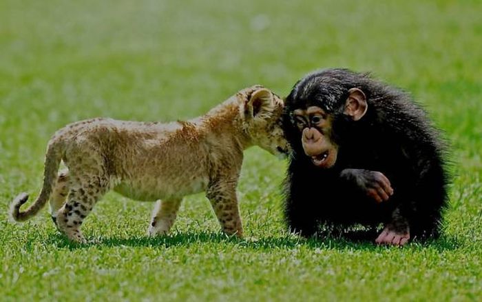 Funny animals of the week - 1 September 2017 (40 pics) | Amazing Creatures