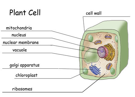 Student Study Notes: SPM Biology 2 Cell Biology & Organization Part 2 ...
