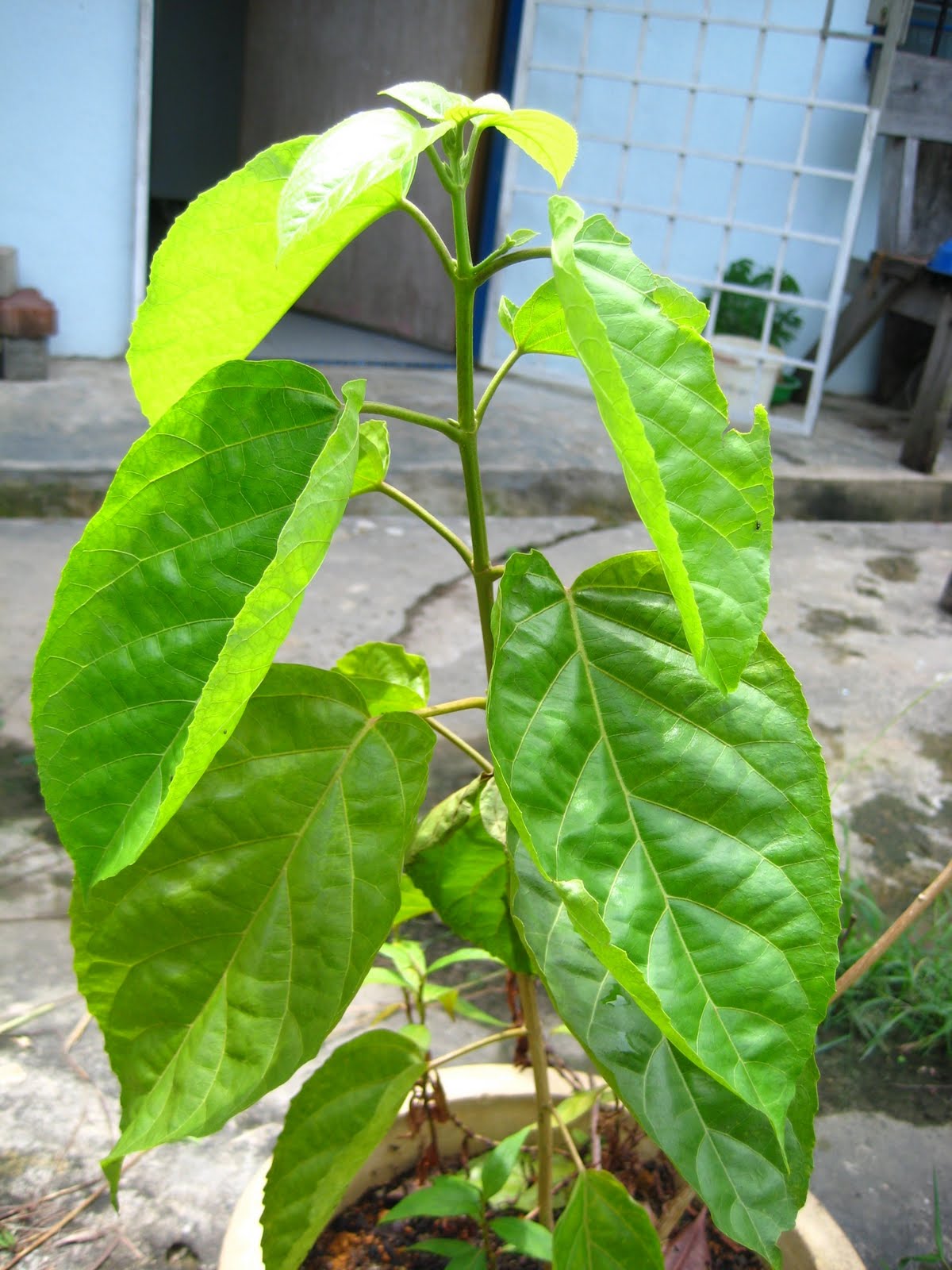 antara sejarah dan nostalgia: Pokok Lagi...