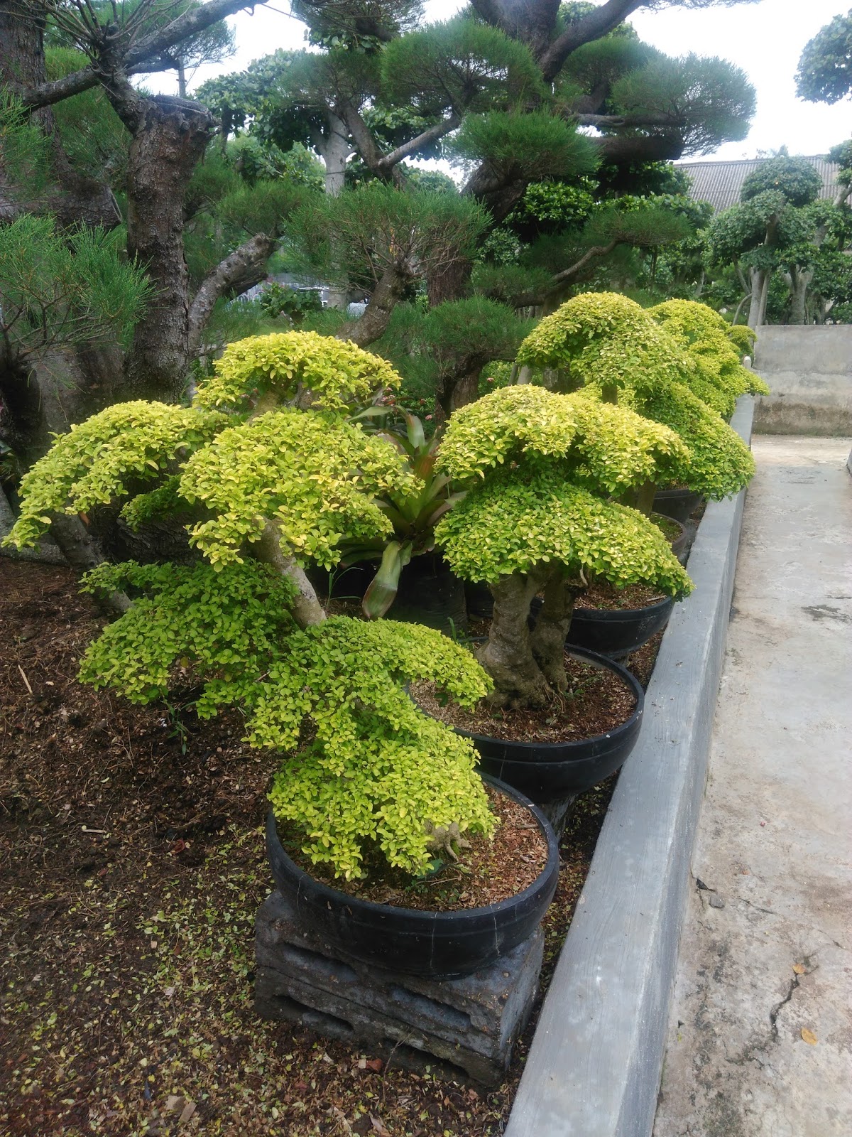 Jual Bonsai Kihujan Emas | Bonsai Legistrum | Pohon Bonsai Murah ...