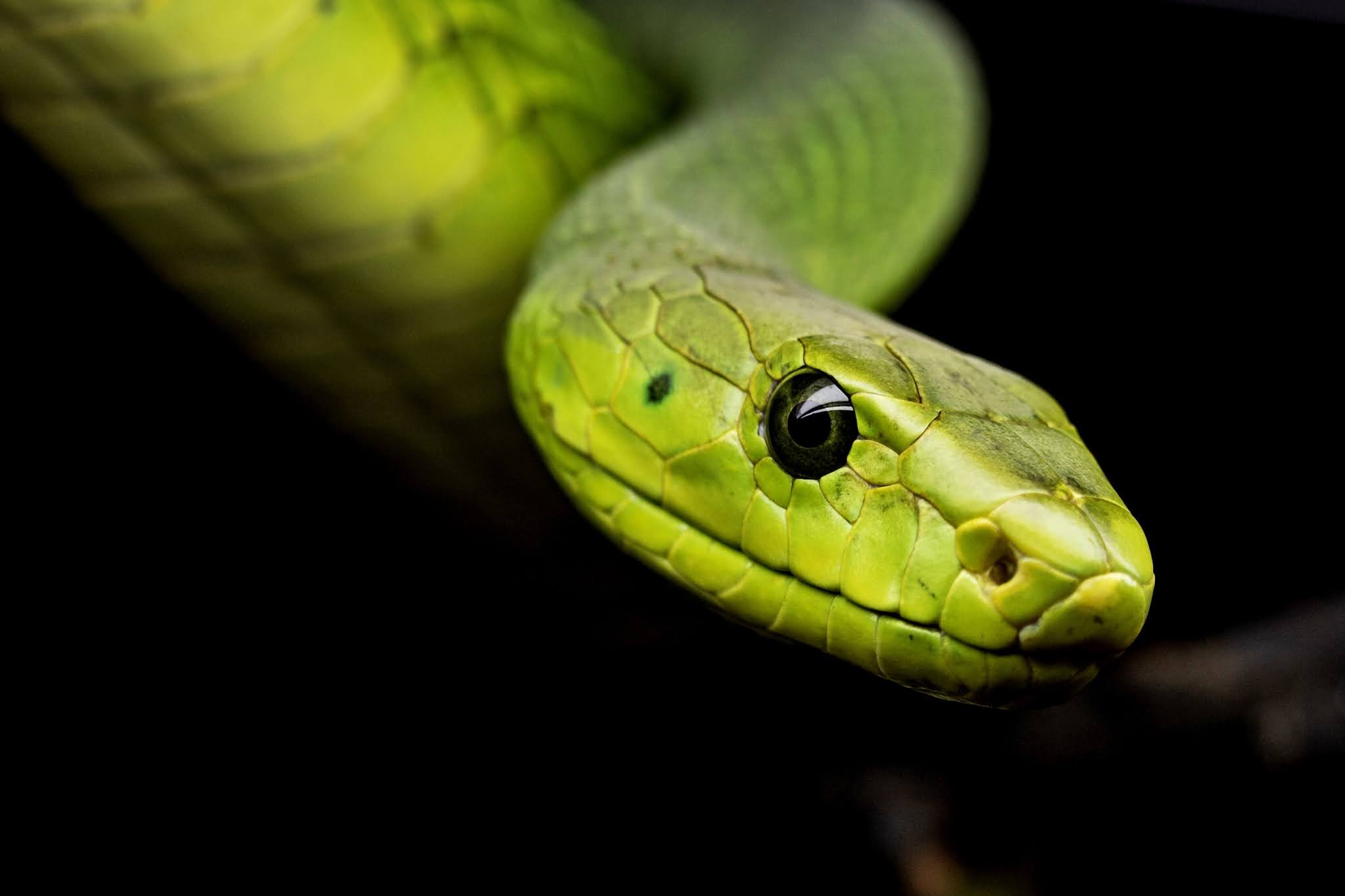 Snakes: Habits, Diet and Other Facts