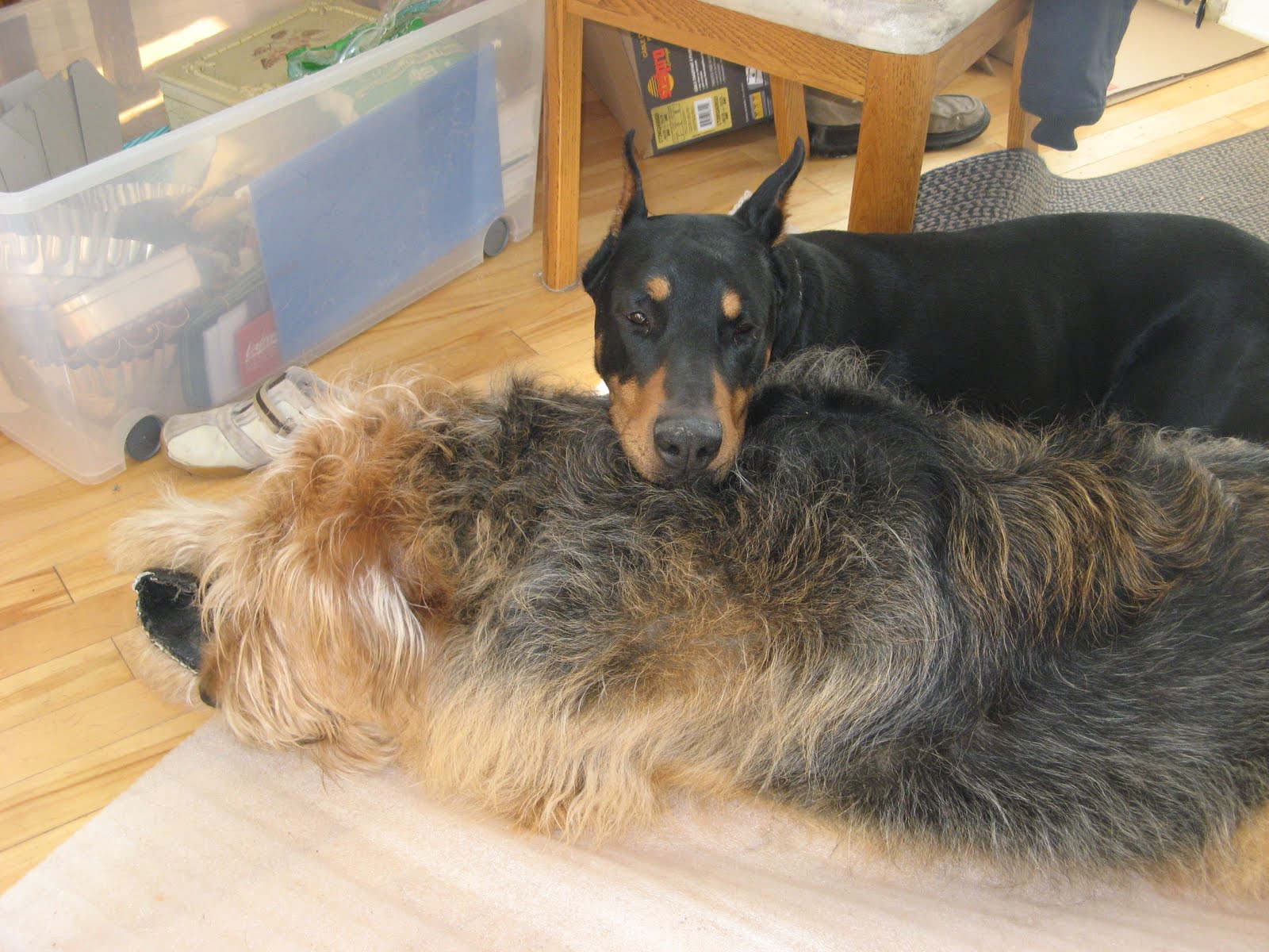 Josée Lafond design