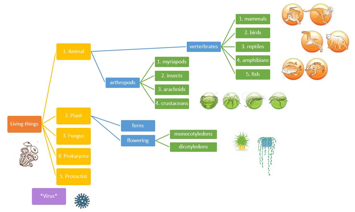1.3. Features of organisms | Biology Notes for IGCSE 2014 & 2024