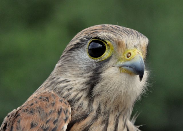 British Wildlife Centre ~ Keeper's Blog: Tawnies and Kestrel back on ...