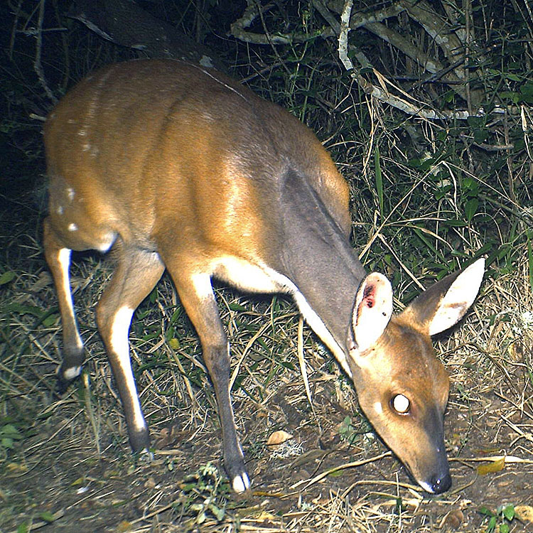 Remote Camera Trap - South Africa: Smile! Please?
