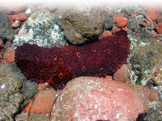 BUDIDAYA TERIPANG - INDAHNYA BERBAGI