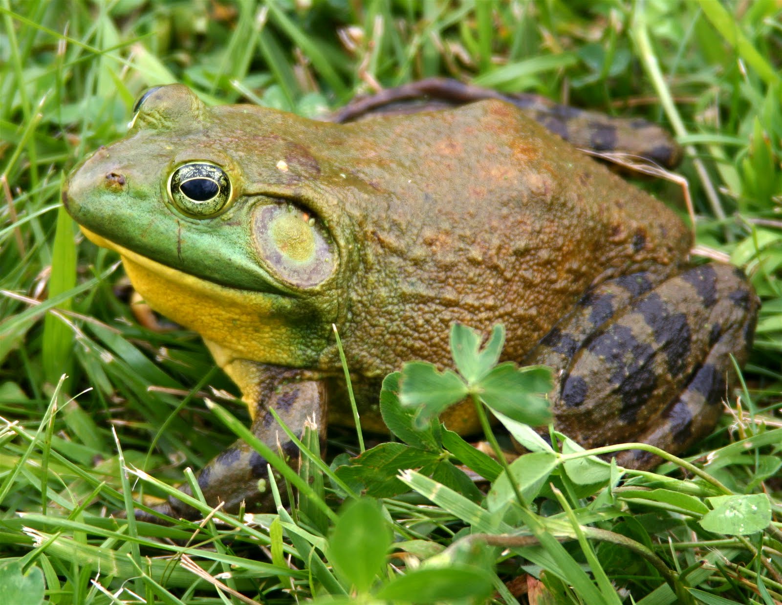 Diary of a Mad Pet Enthusiast: Species of the Day: North American Bullfrog