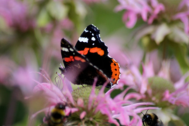 Autuas olo: Torakka?