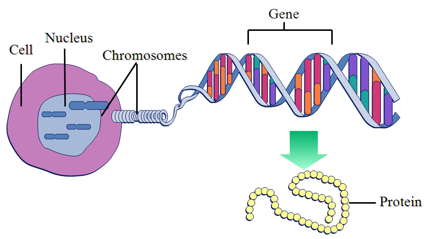 Desafiando a Nomenklatura Científica: A definição evoluída do termo "gene"