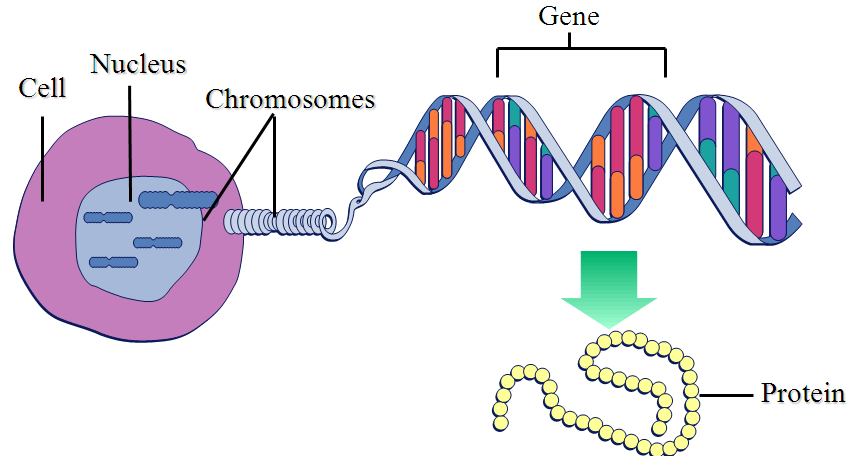 Desafiando a Nomenklatura Científica: A definição evoluída do termo "gene"