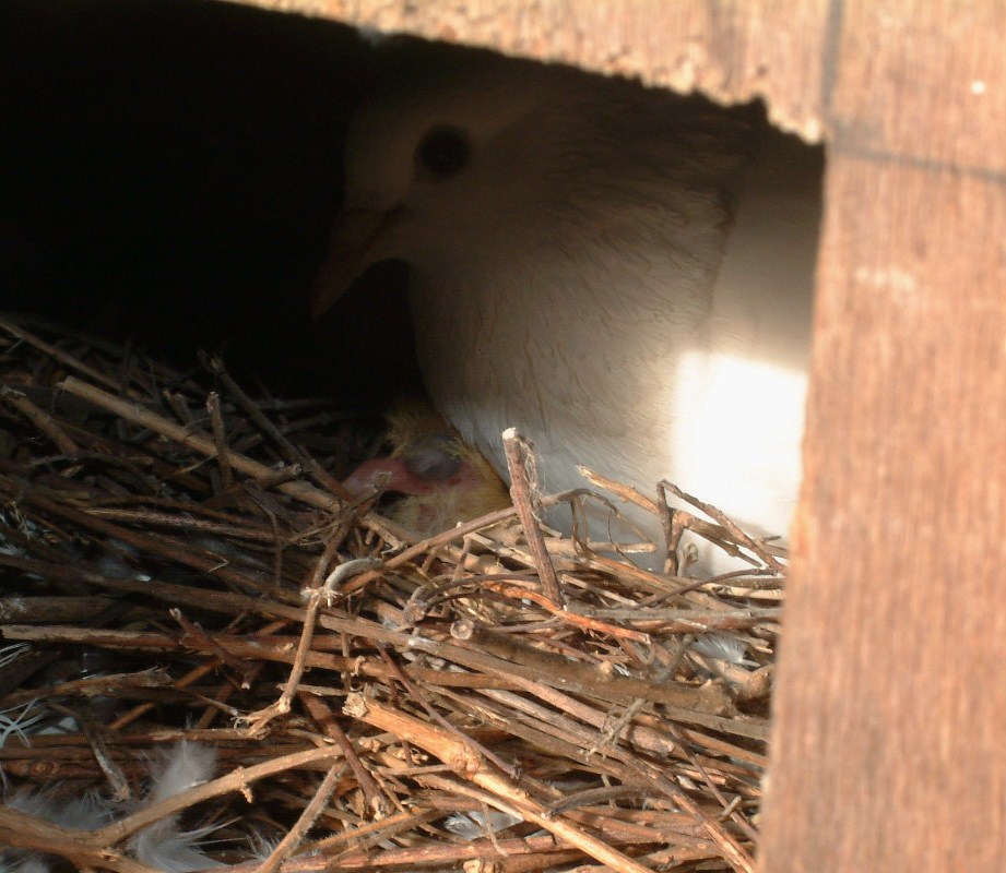 My Doves: Hatching.... and hatching!