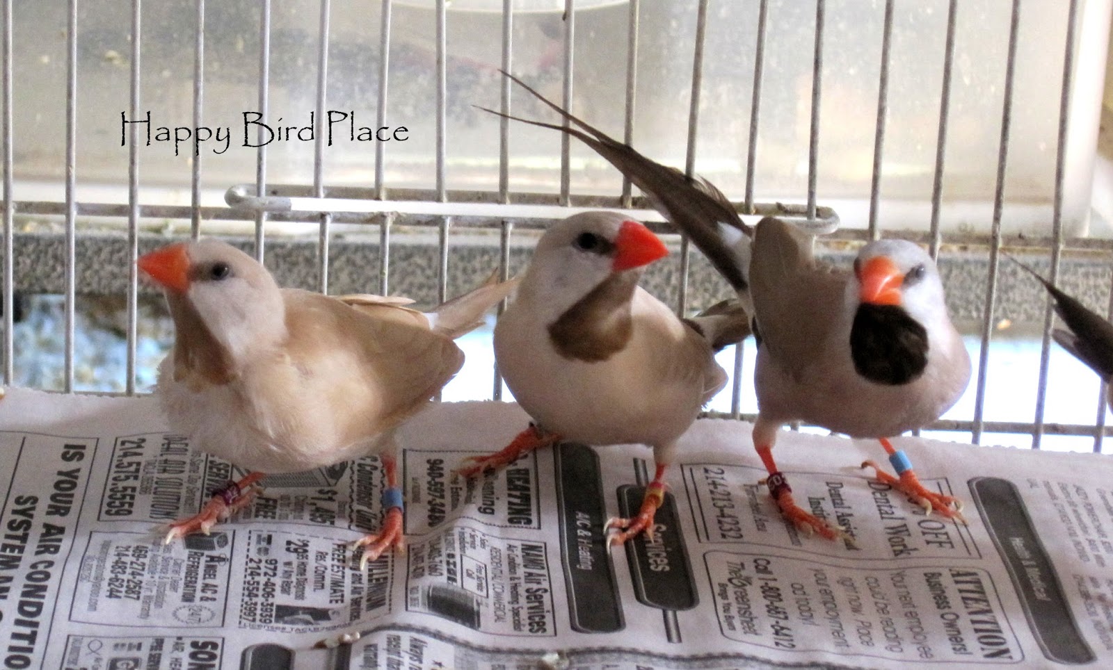Happy Bird Place Finch and Grasskeet Blog: Shaft tails and turquoisine ...
