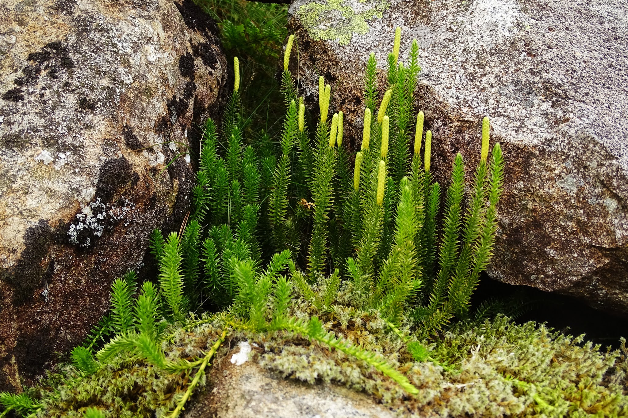 Lycophites: Extant and Extinct.