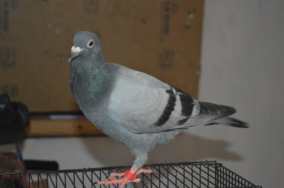 Awal mula kenal Merpati Pos ~ Merpati Pos Kremes Loft