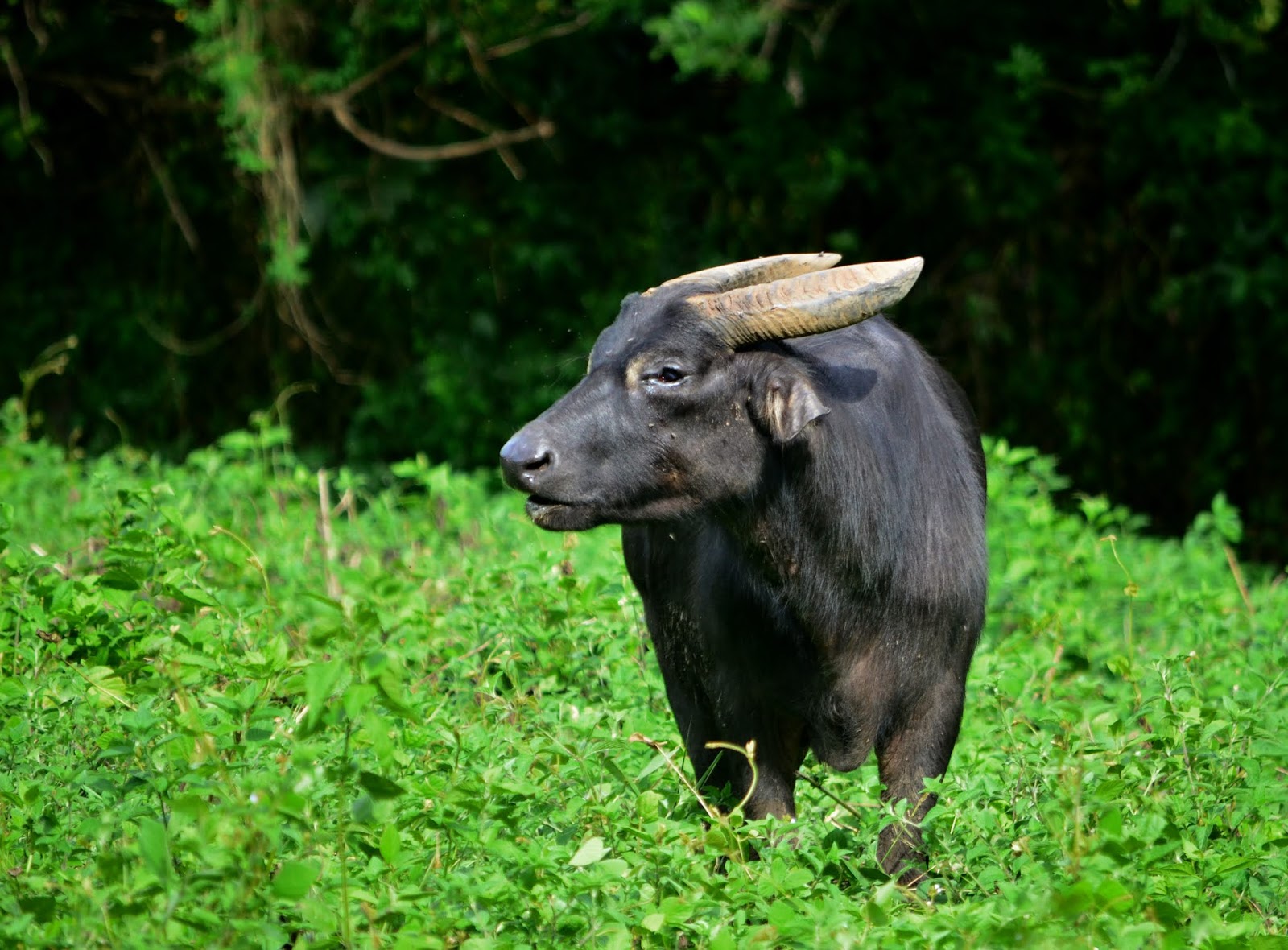 Endangered Tamaraw Killed in Mindoro:, Poachers Escape ~ Wazzup ...