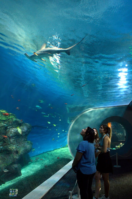 A Visit to the Point Defiance Zoo and Aquarium | Summer 2021