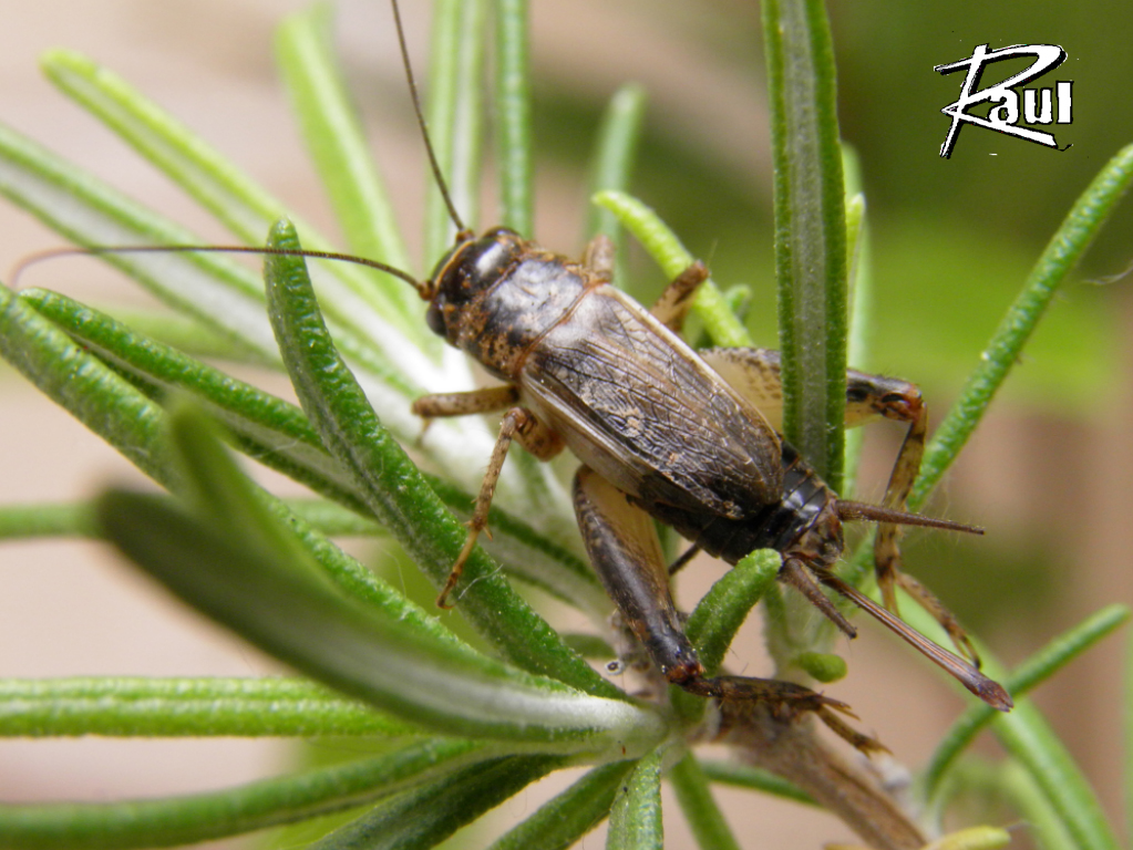 Naturaleza Viva : El Grillo gríllidos (Gryllidae)