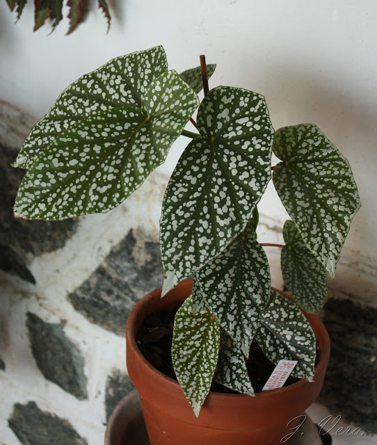 Un jardín en Málaga: Begonia Snowcap