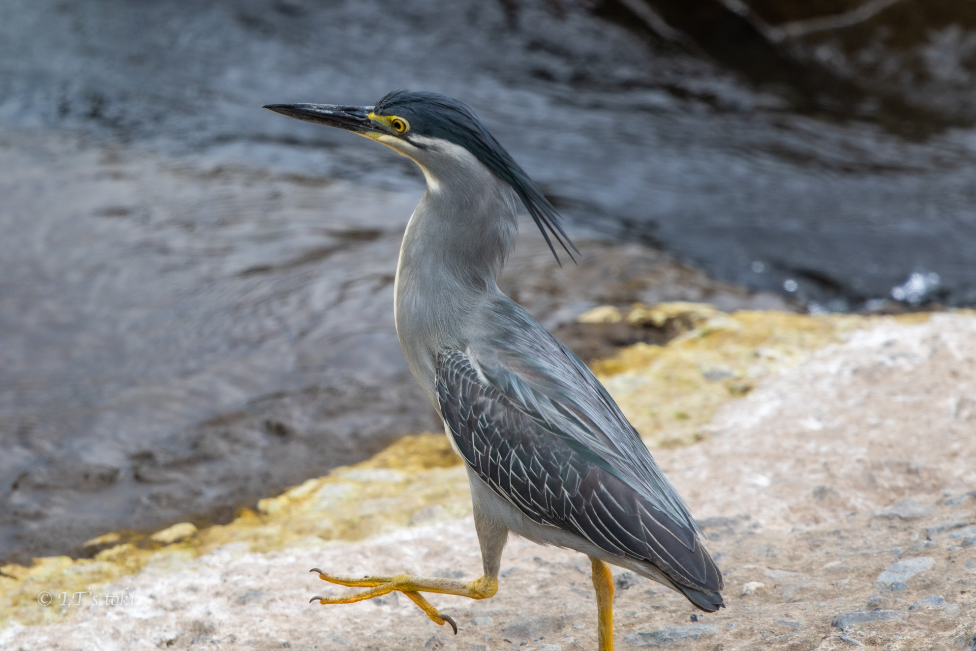 I.T's toki Wild Bird Photos: 7月 2020