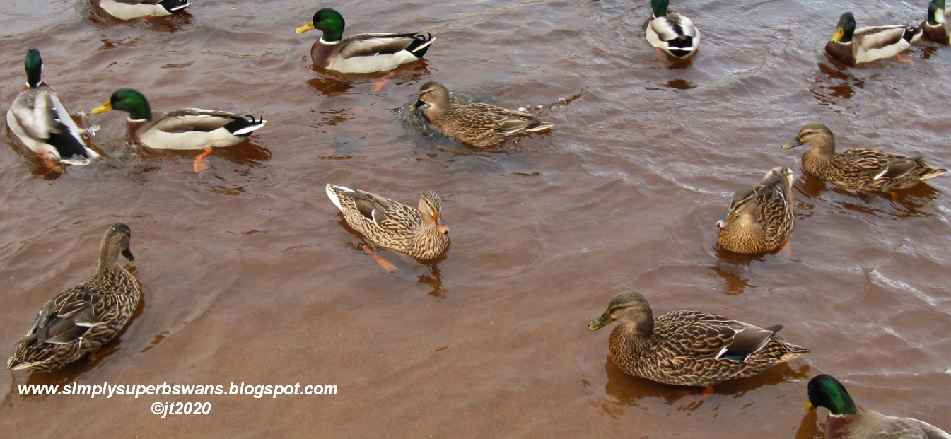 Simply Superb Swans: Mallard Duck Variations