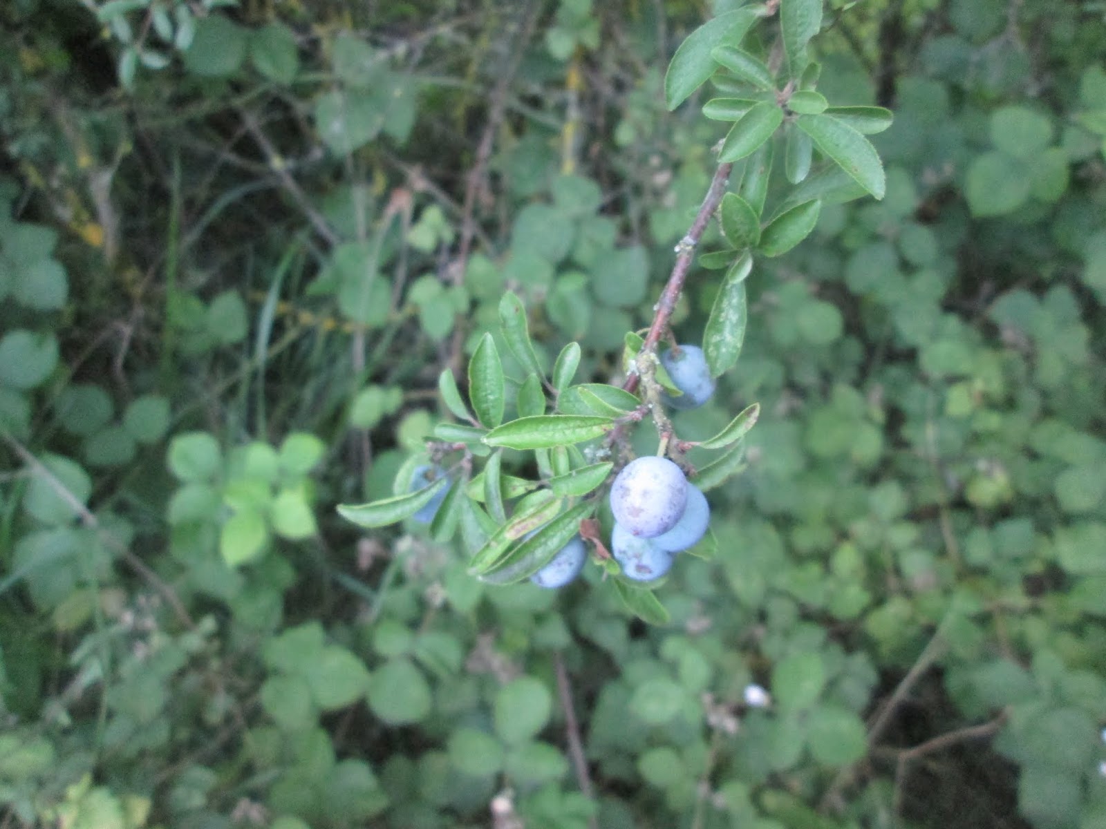 TRAS LAS HUELLAS DE HERÓDOTO. . . : ENDRINA.