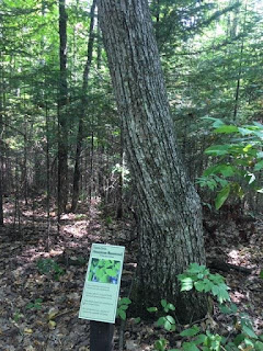 Heroes, Heroines, and History: The Trees of Northern Michigan PLUS Giveaway