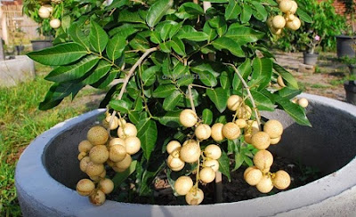 LONGAN EDAW dan PINGPONG DI MIRI | PERTANIAN REZEKI