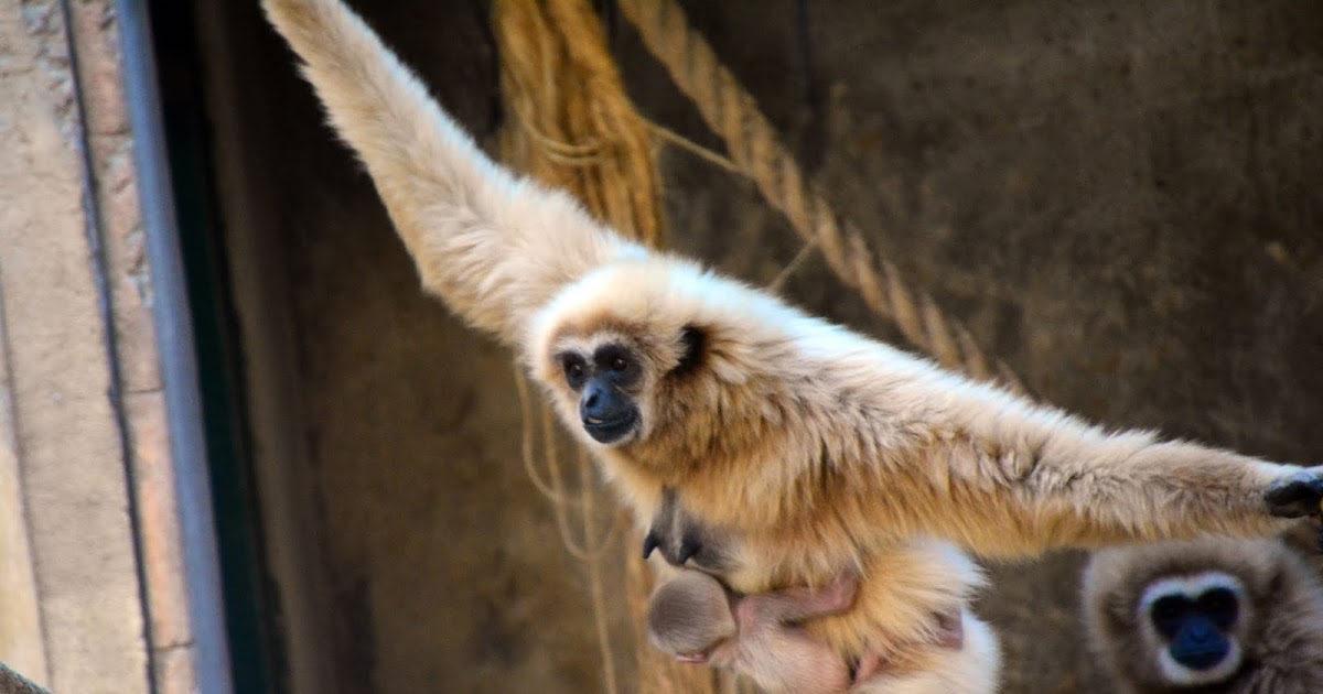 El grupo de gibones de Terra Natura Benidorm crece con un cuarto ...