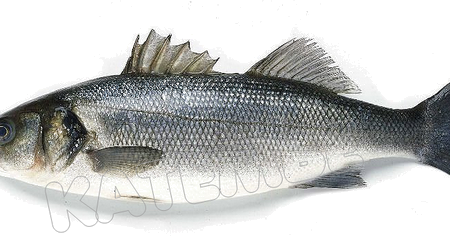 KATEMBE: O Robalo - saiba tudo