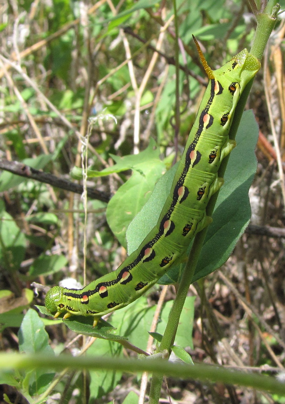 Hummingbird Moth Life Cycle