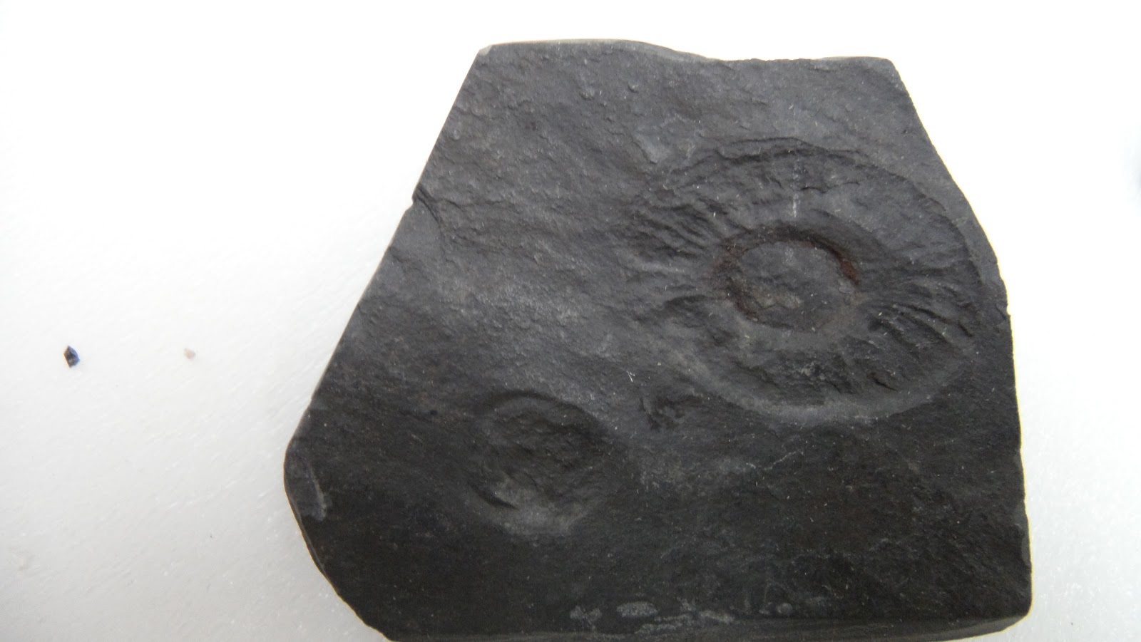 Fossils and Geology of Lanark County, Ontario: Photographs of GSC 221 ...