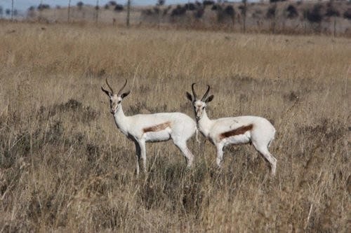 Addo and the Sundays River Valley: Kirkwood Wildlife Festival 2015