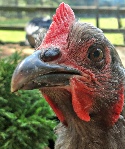 Do You See What I See? 12 Fascinating Facts about Chicken Eyesight ...