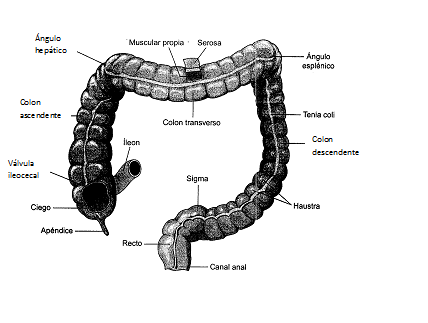 Understand to learn: Resumen 1: SISTEMA DIGESTIVO